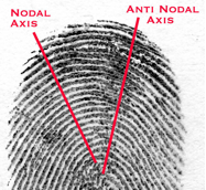Fingerprint Individualization | ACE-V | Scientific Method: Pattern ...