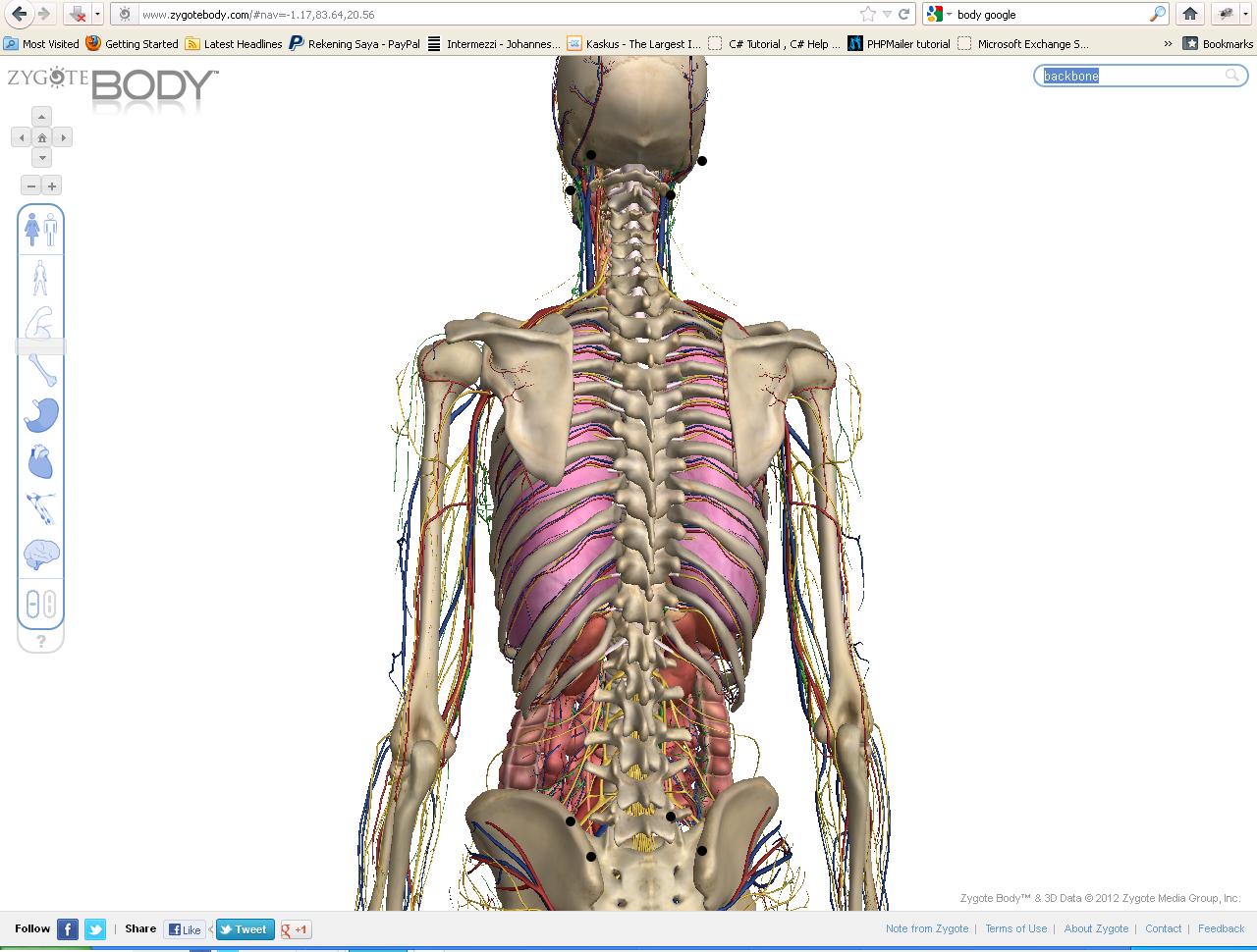 Zygote Body / Google Body Browser - Projo Kusumo (Kembang Jelata)