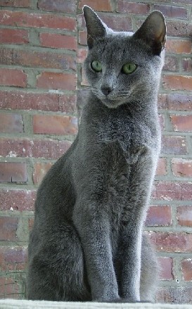 Mengenal Kucing Russian Blue, Ras Kucing yang Masuk Sejarah Kucing ...