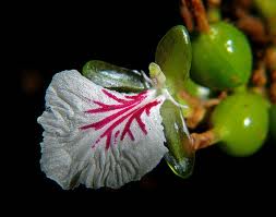 .: BUAH PELAGA