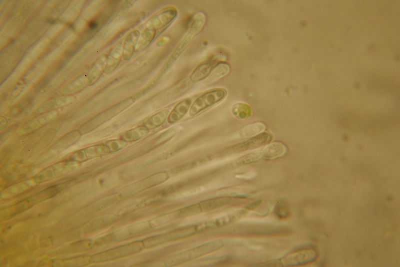 Calderdale Fungi - Halifax Scientific Society - Mycology Section ...