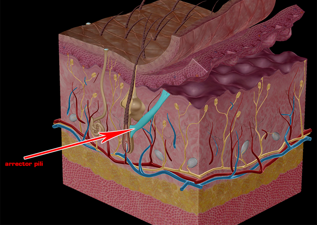 MBBS DOCTORS: Goosebumps Medical Term Meaning