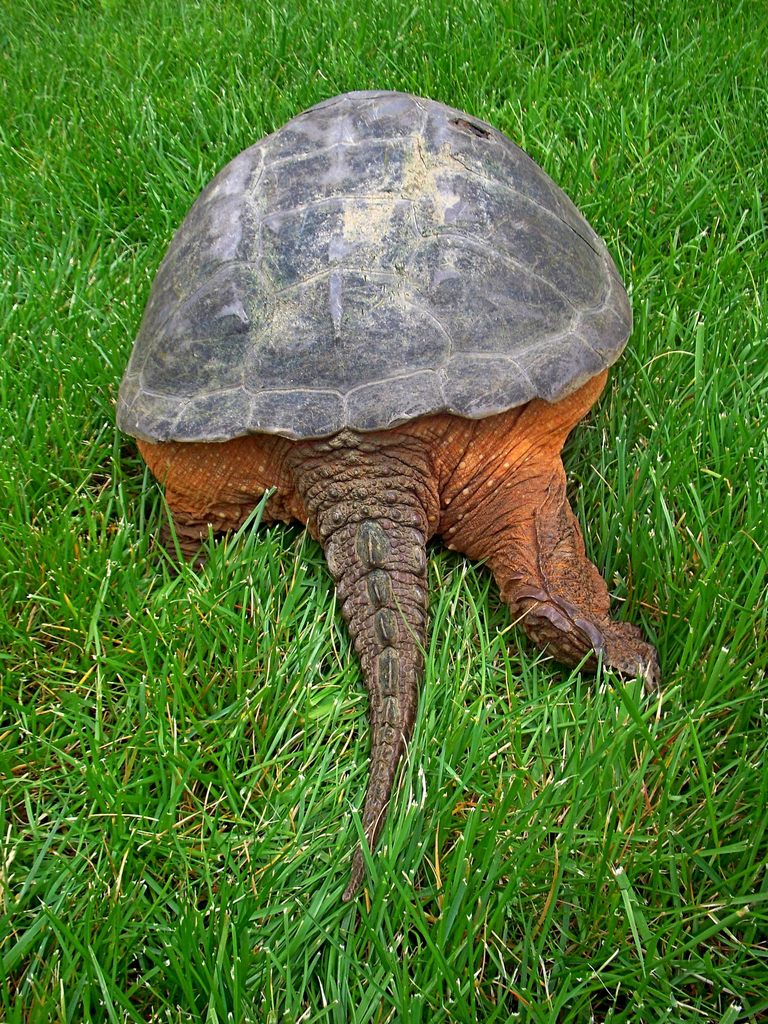 Turtle tail | Ocean of Maya