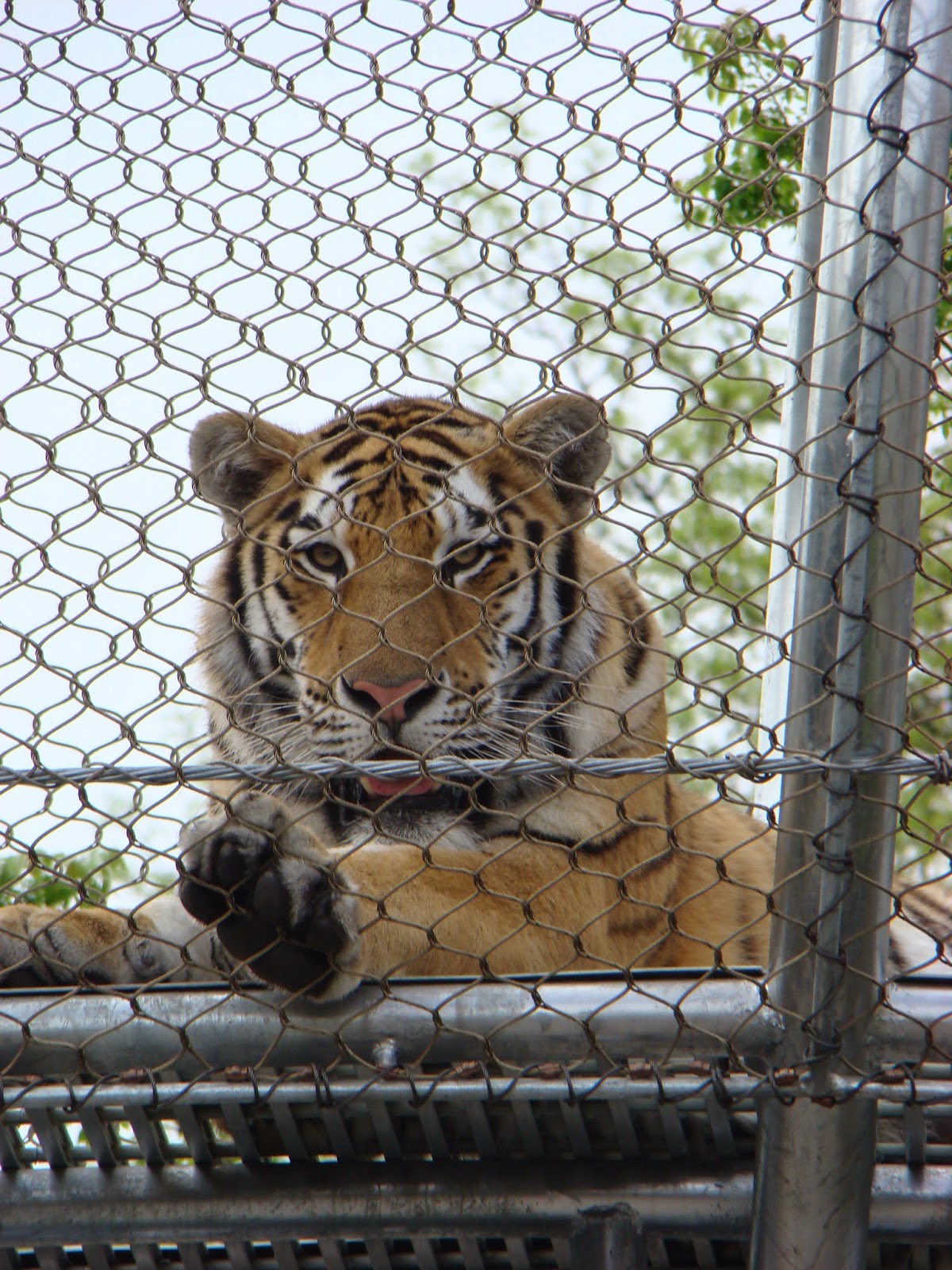 Inspiring Photography: Big Cats Reach the Sky (Philly Zoo)
