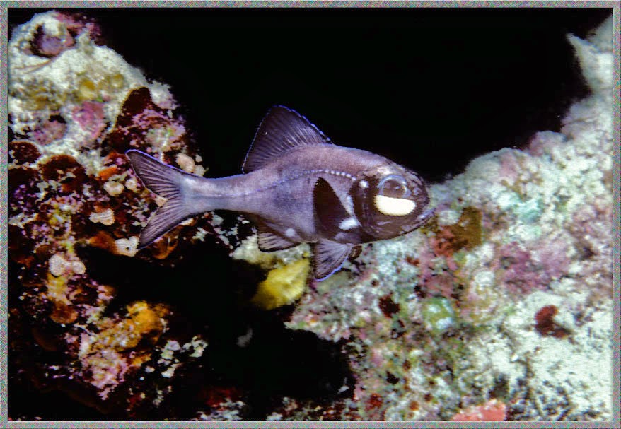 FLASHLIGHT FISH photos - wallpapers | the fun bank