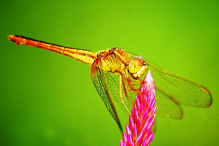 Koleksi Gambar Capung Terindah yang harus Kamu Lihat! | GambarBinatang.Com