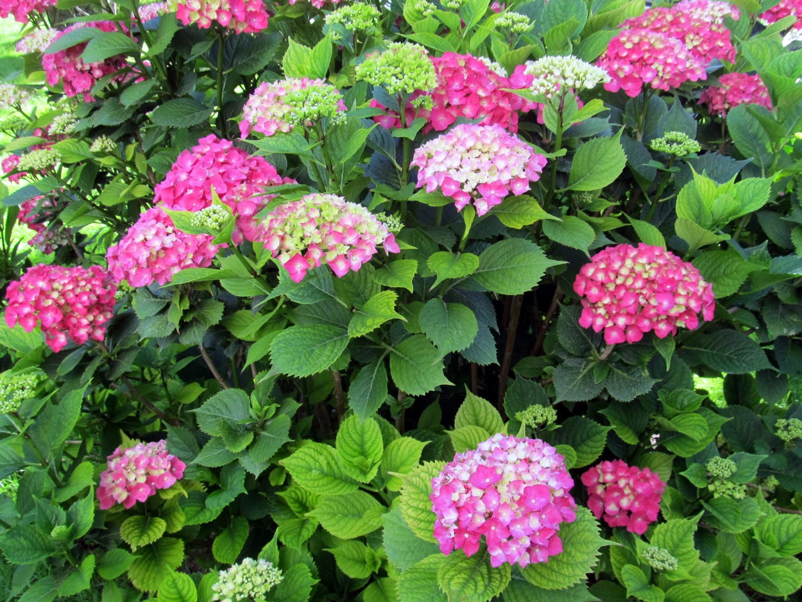 Cittaslow Botanik Park: ORTANCA ÇİÇEĞİ ( Hydrangea macrophylla )
