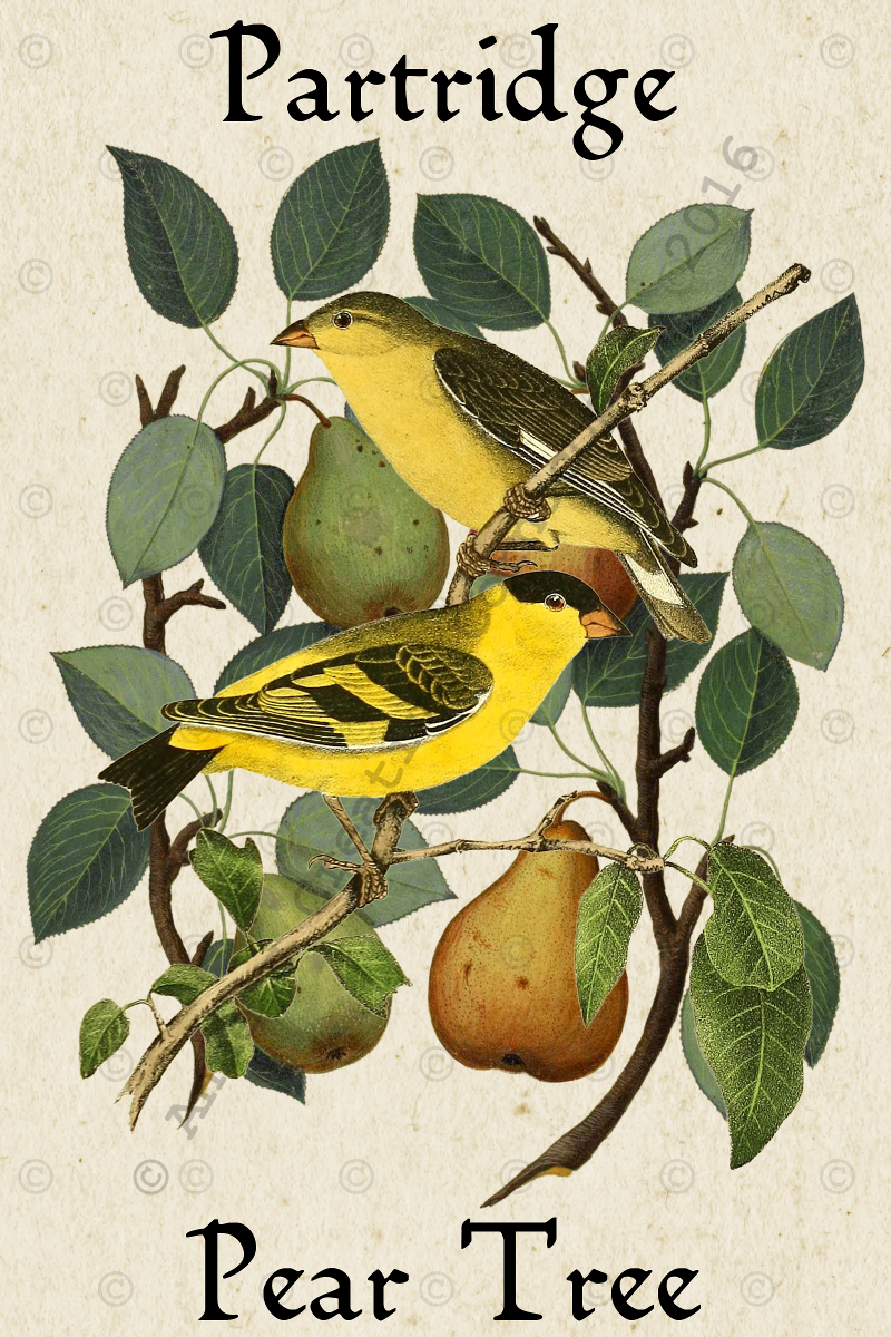 Anne's Creative Cornucopia: "Partridge / Pear Tree" - Postcard