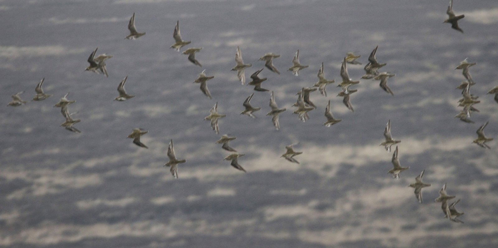 WEST YORKSHIRE BIRDING: Cold Edge Dams/ Fly Flatts