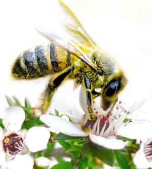 Madu Manuka Ampuh Basmi Hingga Bakteri Super Kuman | Serba Madu | info ...