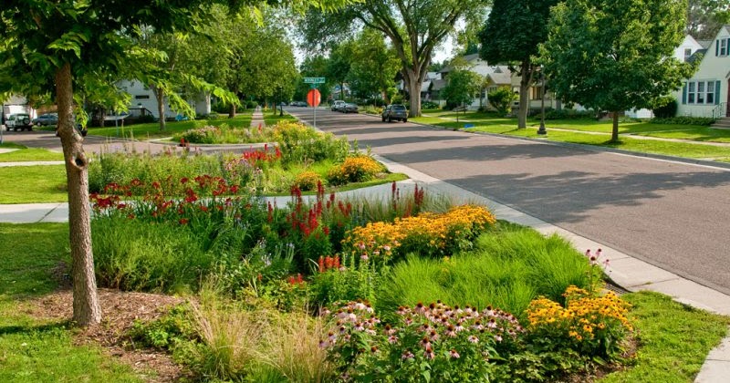 Mengenal Apa Itu Taman Hujan (Rain Garden) - TUKANG TAMAN SURABAYA