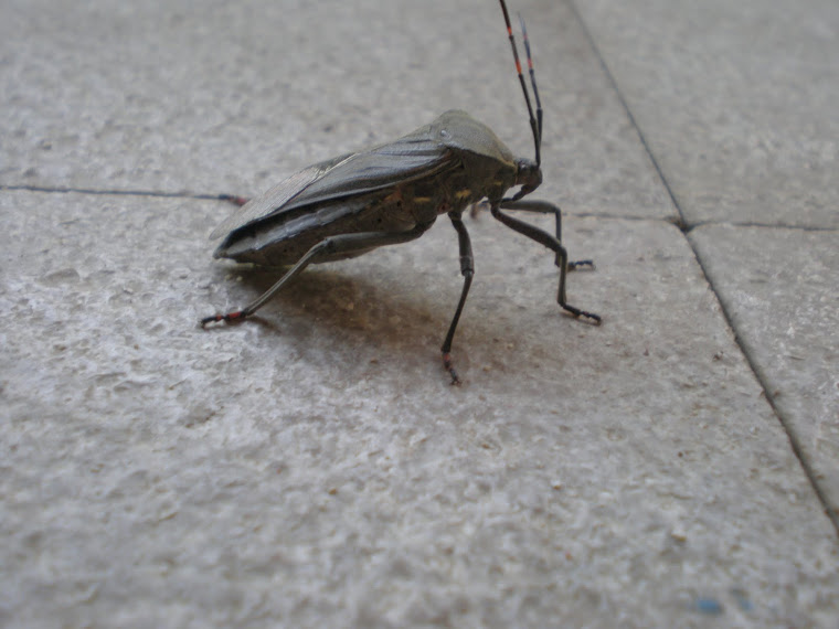 Mel's Motley Menagery: The "Ear" of a Praying Mantis