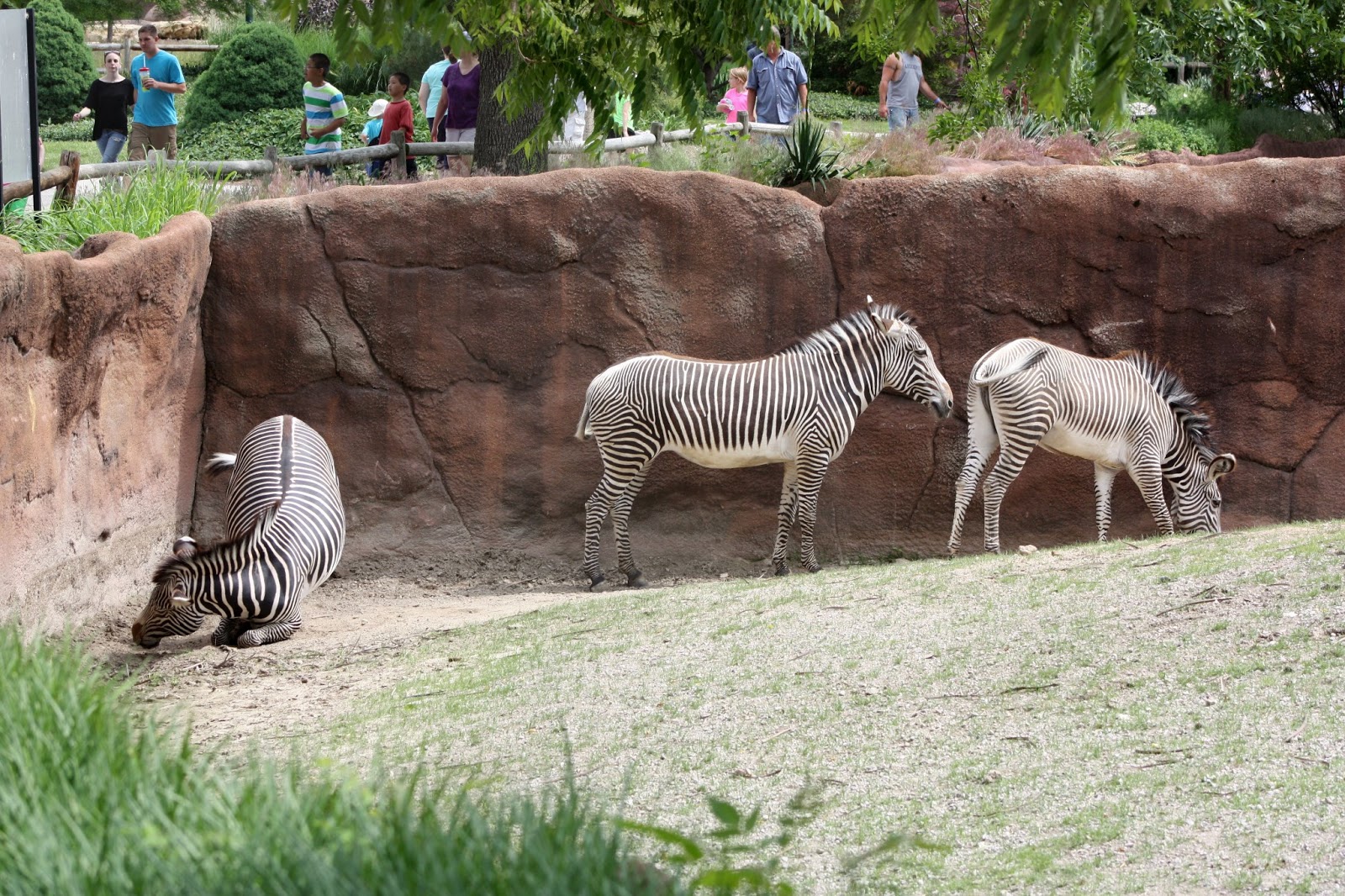 All About Us: St. Louis Zoo