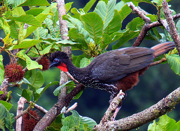 Bellas Aves de El Salvador: Penelope purpurascens(pava moñuda ...
