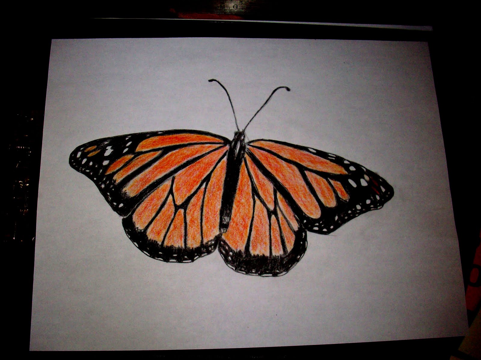 Distorted Symmetry: Order in Chaos: The Making of a Monarch Butterfly