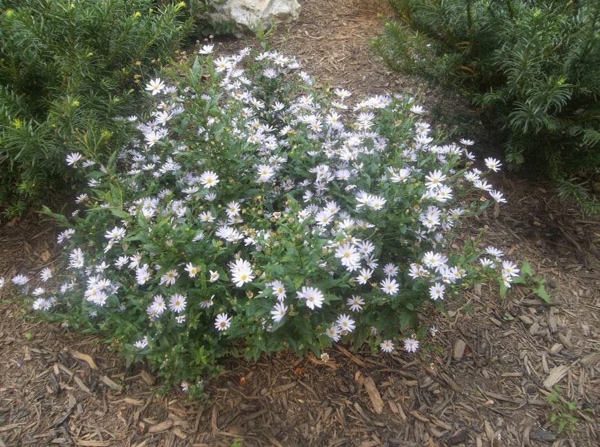 Future Plants by Randy Stewart: Kalimeris - Japanese Aster