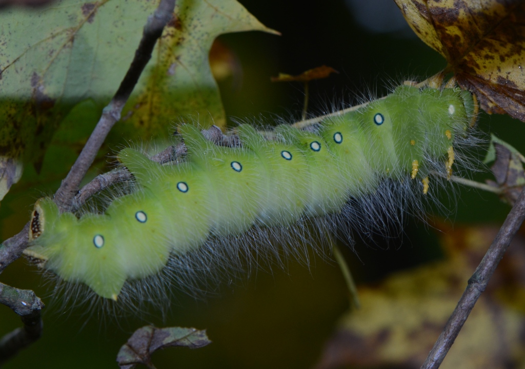 Ohio Birds and Biodiversity: Imperial Moth caterpillar