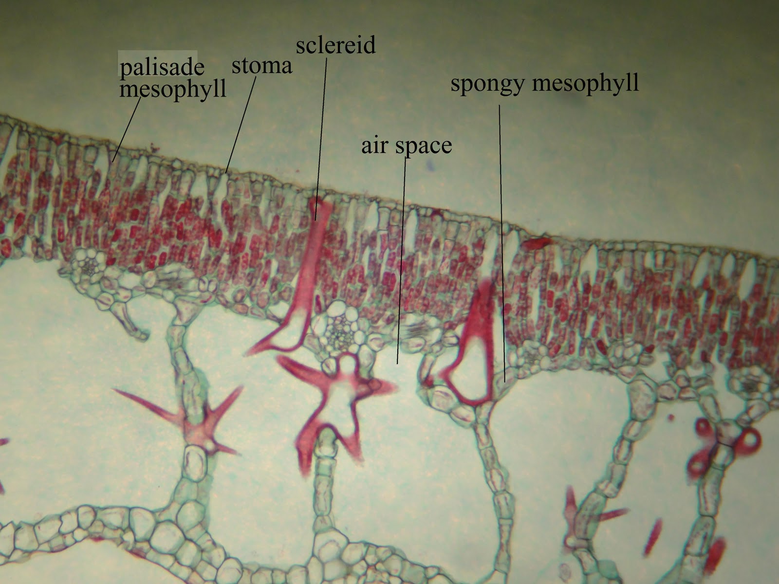 Lily Leaf Epidermis Labeled at Mitchell Fredricksen blog