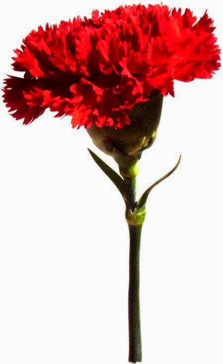 ATLÂNTIDA: A Lenda do Cravo