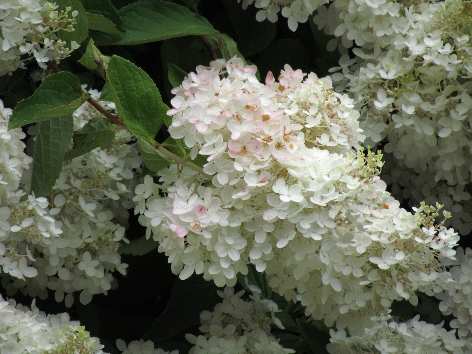 Scene Through My Eyes: Country Whites Weekend