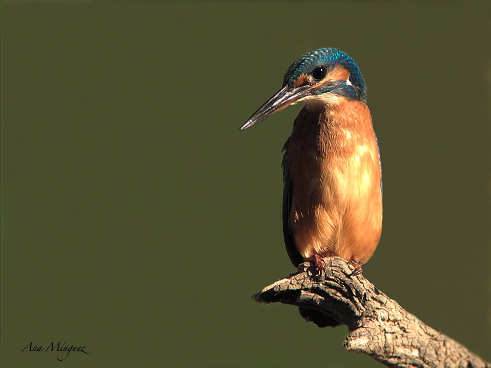 NATURANAFOTOS: Los humedales