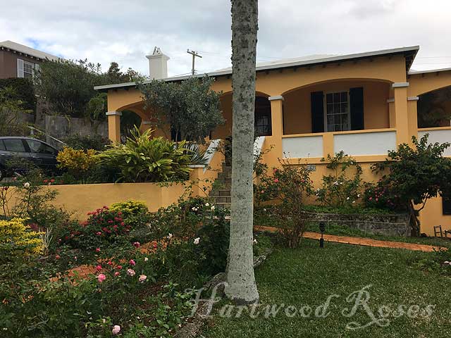 Hartwood Roses: Beautiful Bermuda