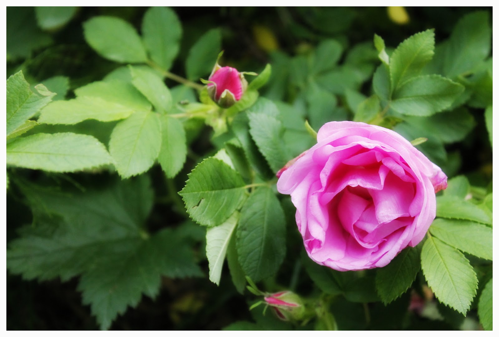 TOSIMUMMO: Ruusu on uusi musta