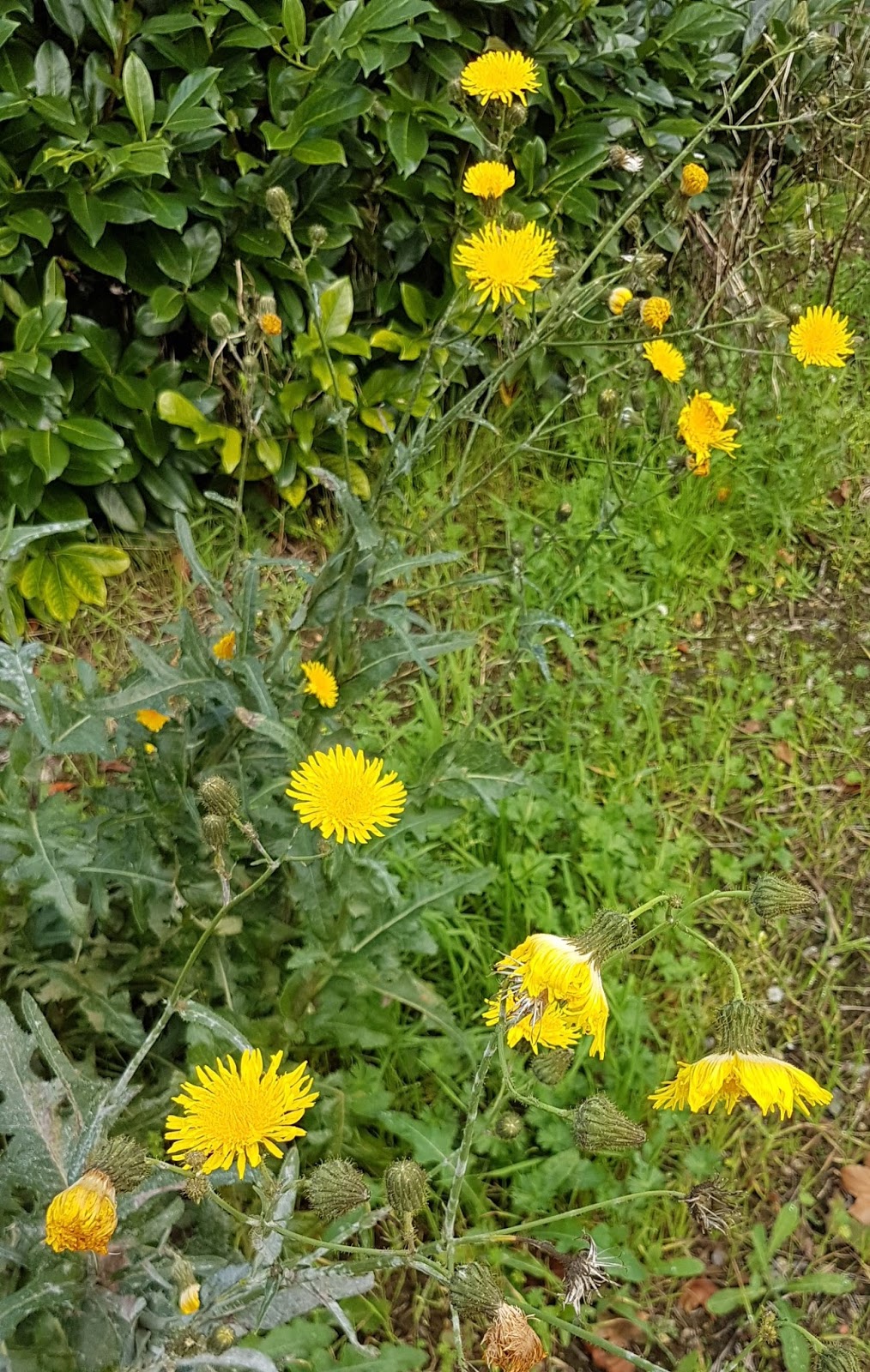 Michael Peverett: Perennial Sow-thistle ( Sonchus arvensis )