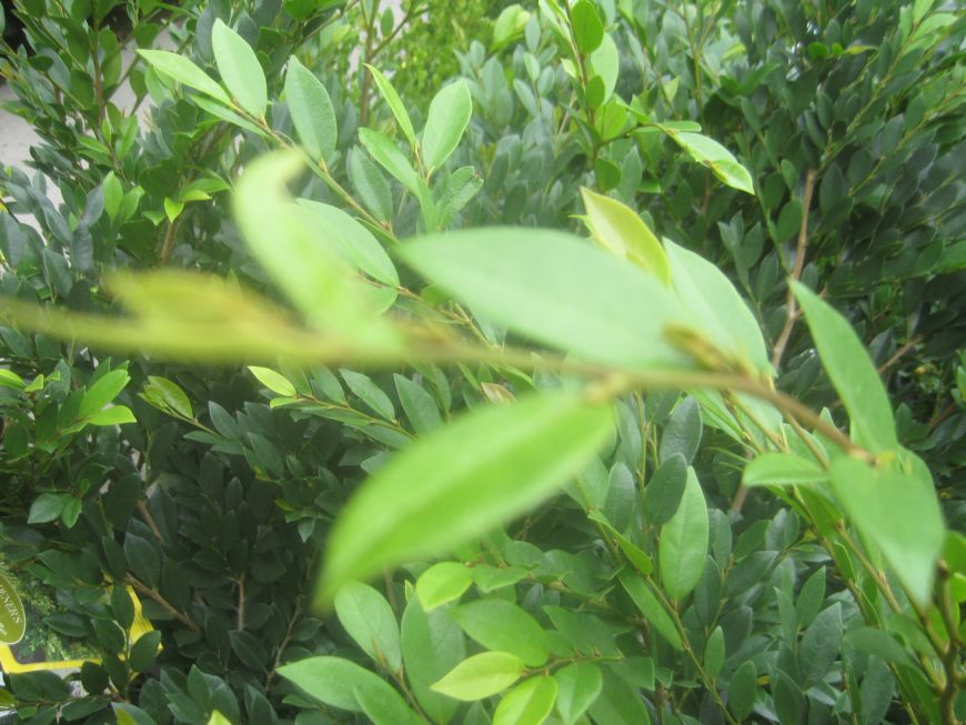 Future Plants by Randy Stewart: Isu Tree