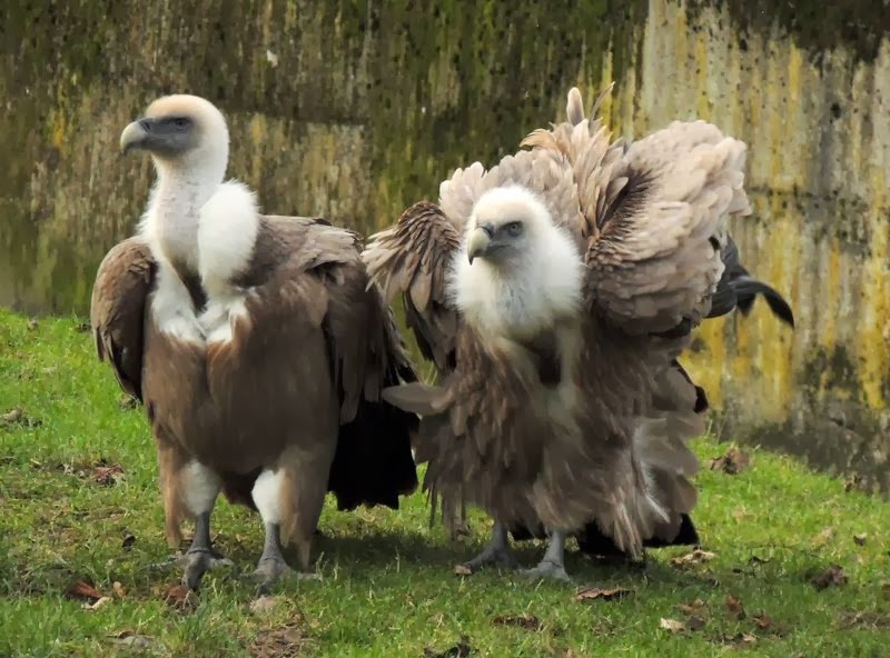 Faszination Geier: Frohes Neues Aas