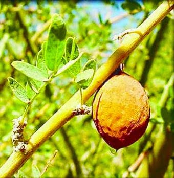 Terra Nostra: CHAÑAR - Geoffroea decorticans