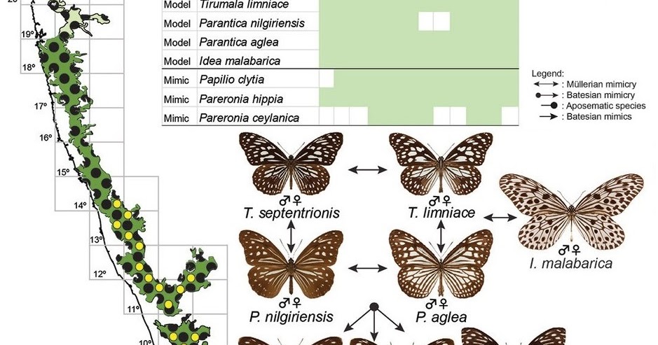 Species New to Science: [Entomology • 2017] Evolutionary Assembly of ...
