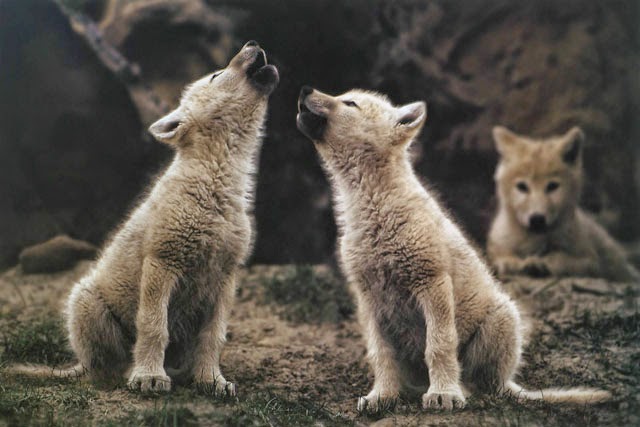 NUNCAJAMAS COCKER: AULLIDOS Y LADRIDOS; POR ANTONIO PÉREZ HENARES