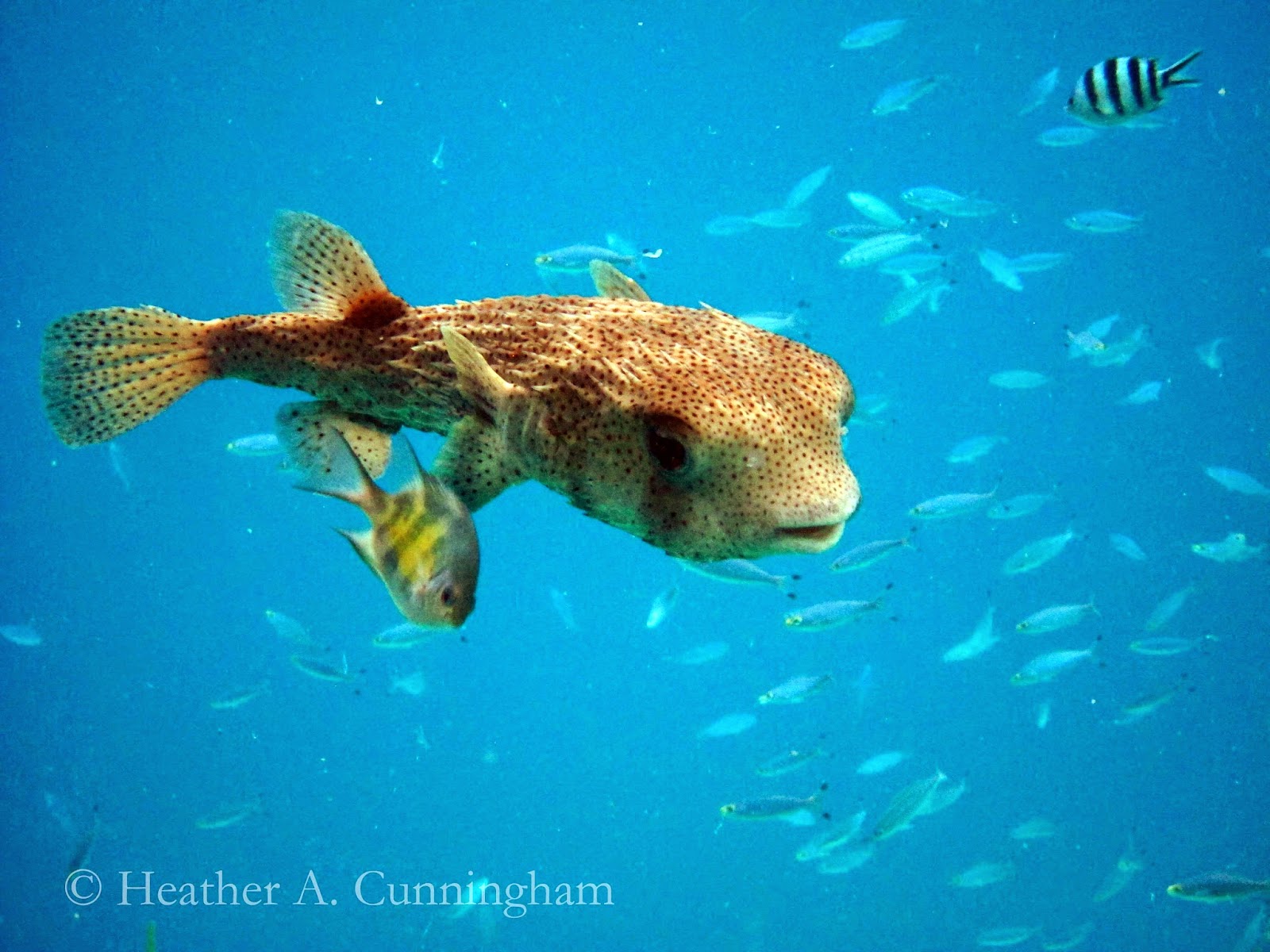 Porcupine Fish
