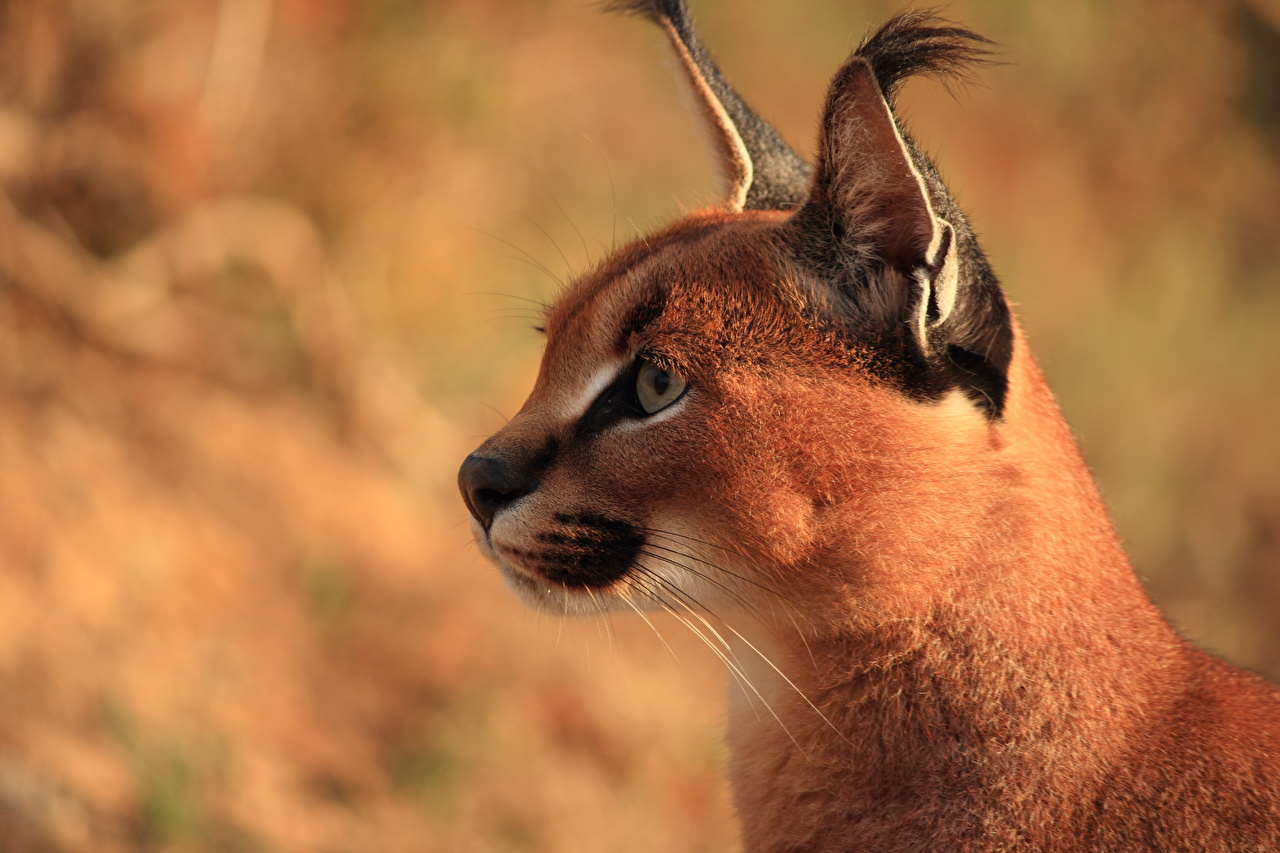 CARACAL CAT photos - wallpapers (ανανεωμένο) | the fun bank