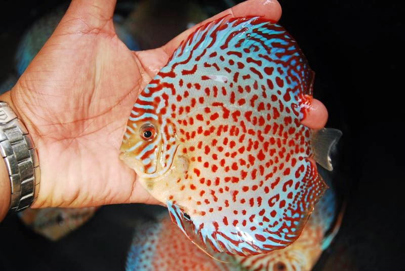 Angkasa Aquarium: Jenis – Jenis dan Harga Ikan Discus