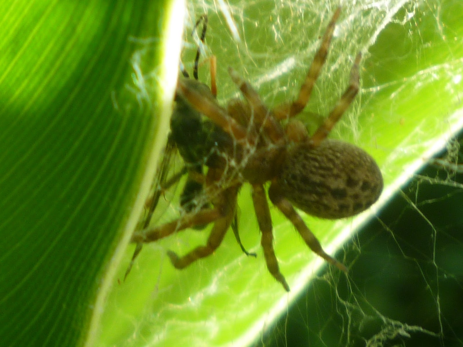 insects and spiders in my garden