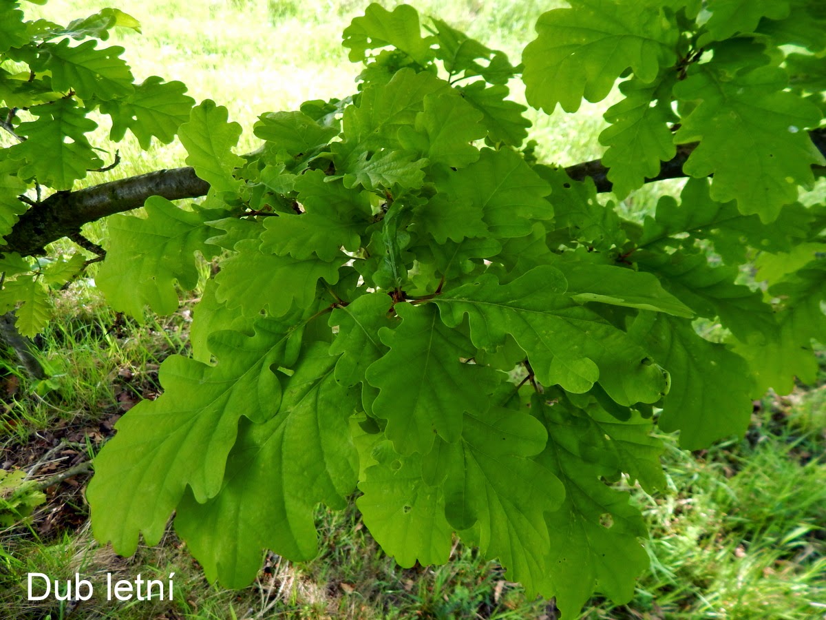 Bylinky ze Salaše: Dub letní