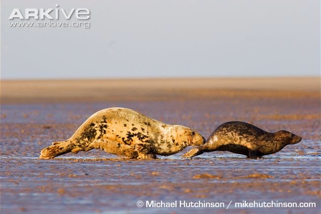 Mamíferos y marsupiales mammals of the earth: Foca gris (Halichoerus ...