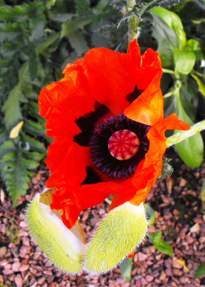 Largo Baywatch: Oriental Poppy Flower Opening