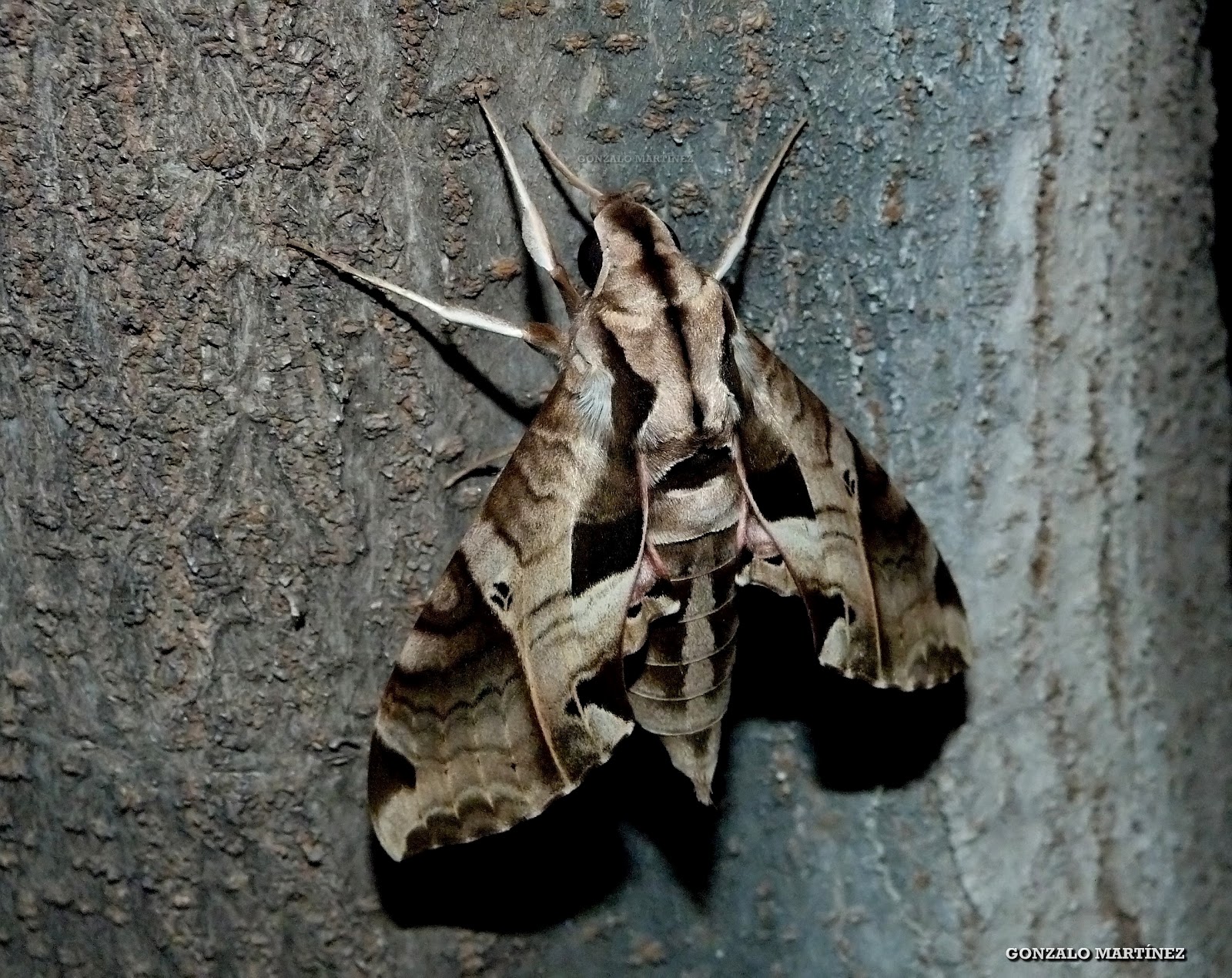 Photography-Fotografía: Insectos - Insects