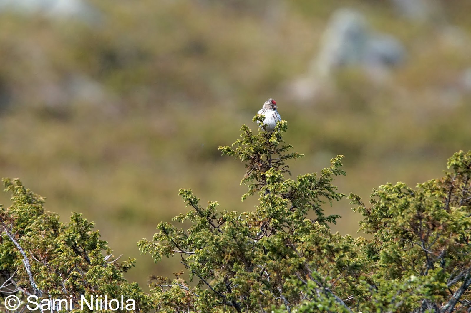 Samin luontokuvia nature photos: URPIAINEN (Acanthis flammea)