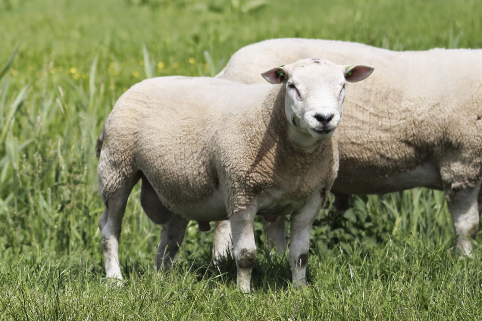Jansen Engelse Texelaars - 2020: Texelaar Dekrammen