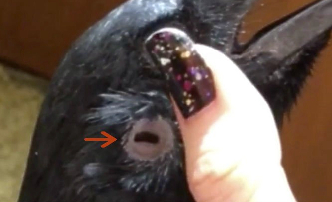 SearchReSearch: Answer: A few Natural History Challenges (ears ...