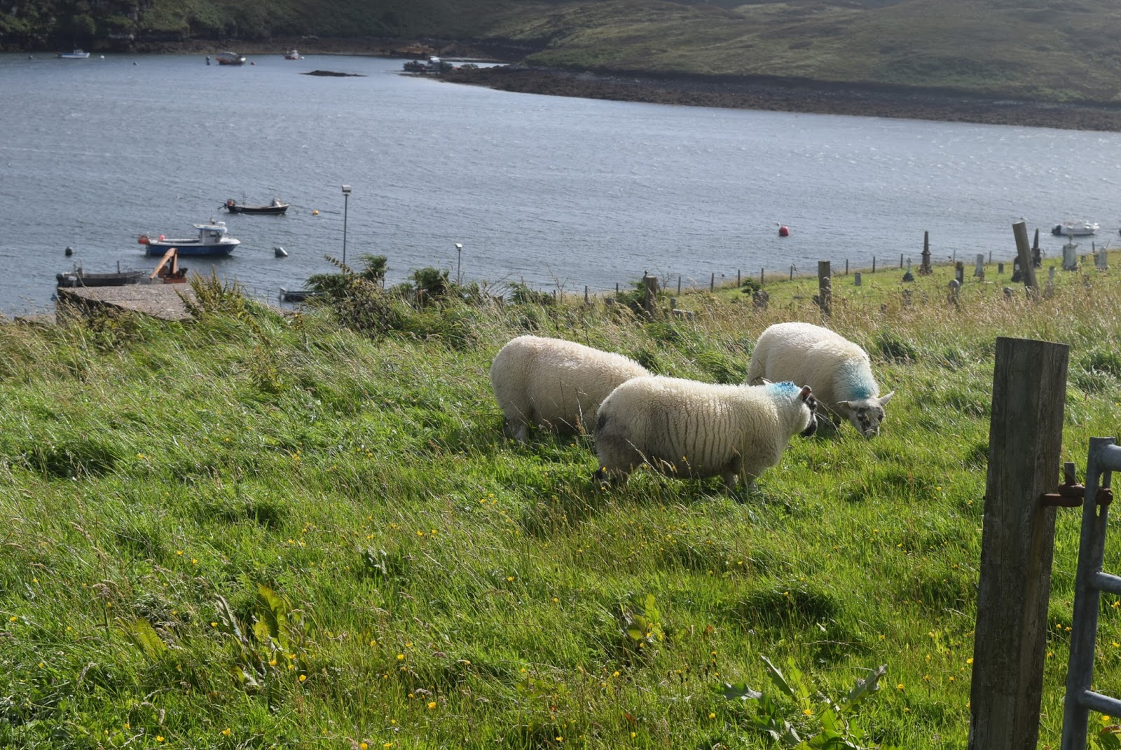 Scotland 2016 - A brief tale of our visit and our foody treats: An ...