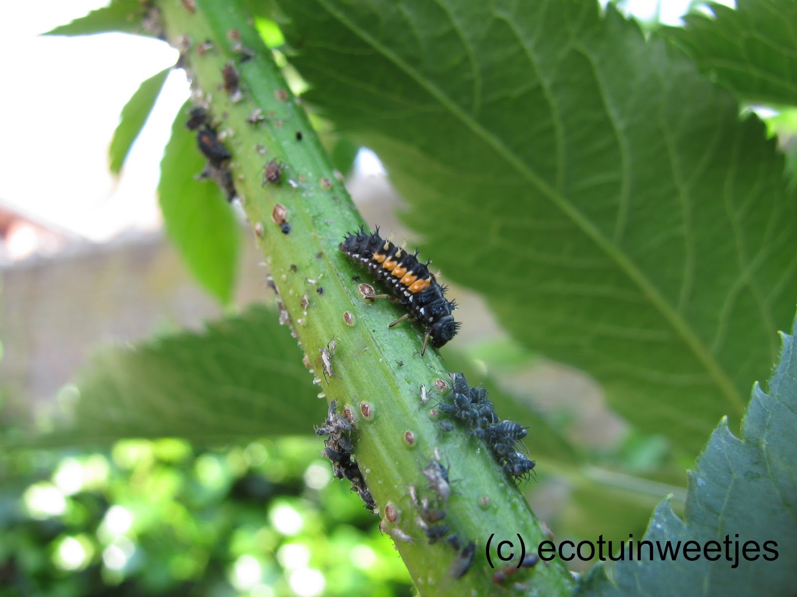 Ecotuinweetjes: Ecologisch bestrijden van bladluizen (deel 1 ...