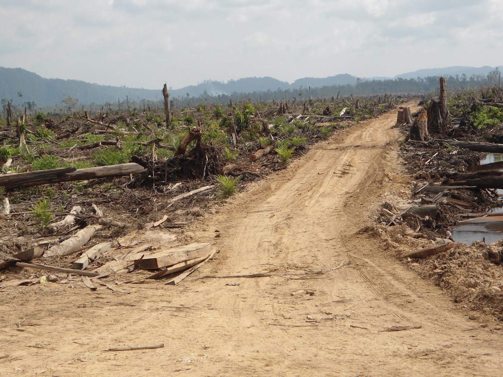 PALU EMAS GEOLOG: Hari Hutan Gundul : Geologi Lingkungan