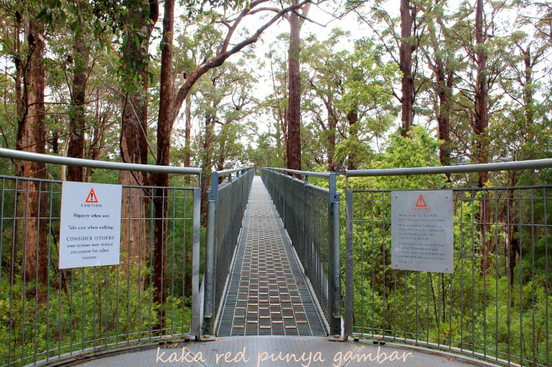 Ini Blog Kaka Red: Tree Top Walk