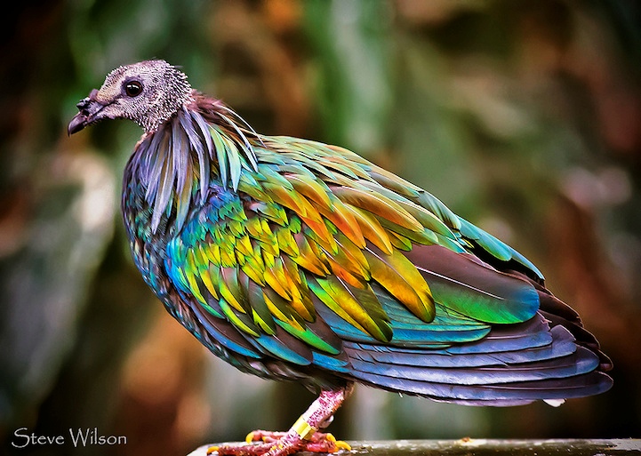 Closest residing relative to the Dodo Bird dazzles with colourful ...