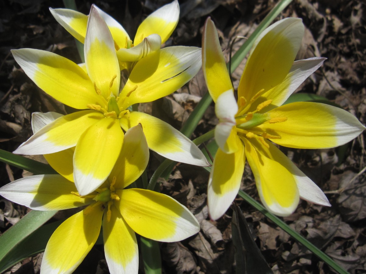 Arrowhead Alpines Blog: Species tulips